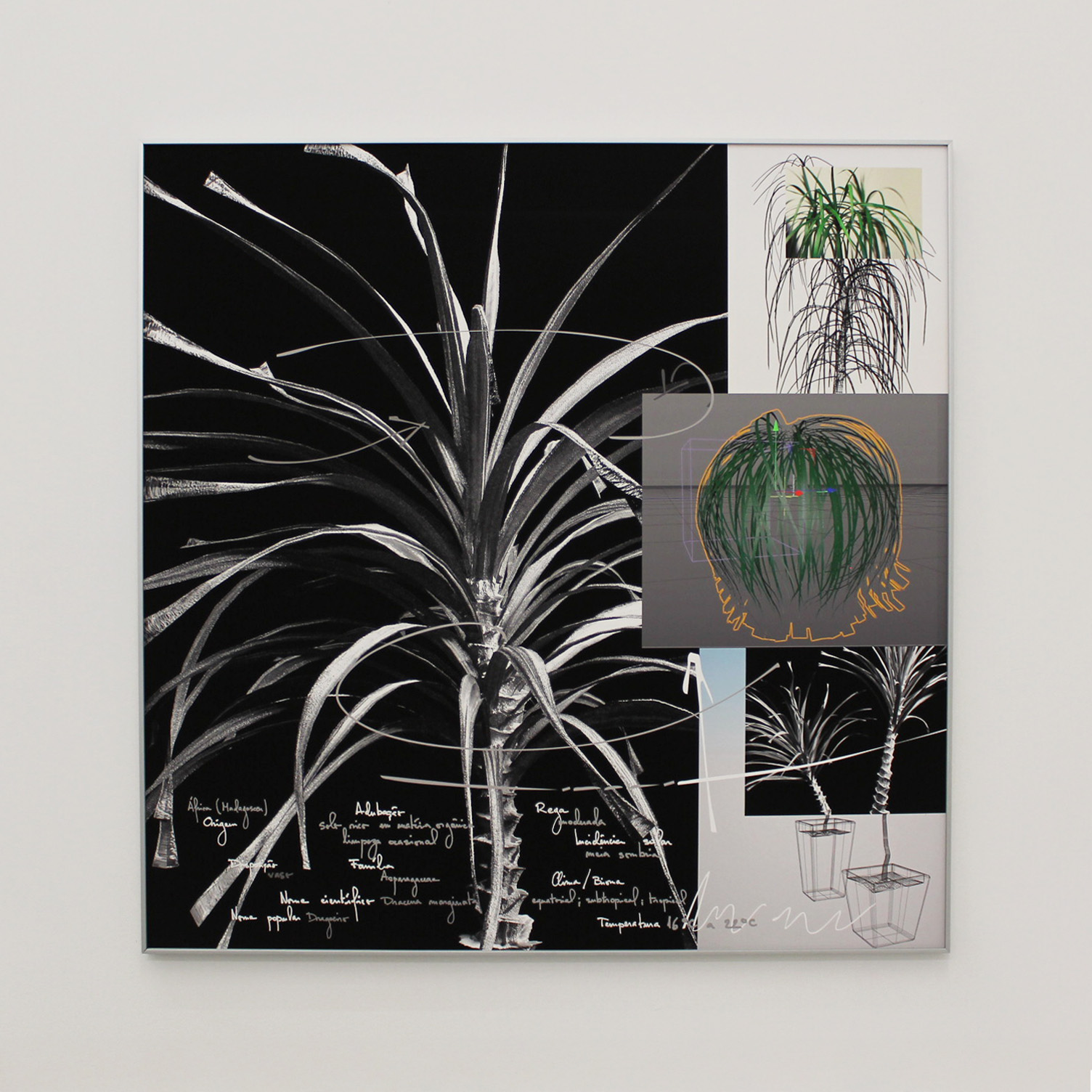 Daniel Jablonski: A vida interior das plantas de interior - Janaina Torres