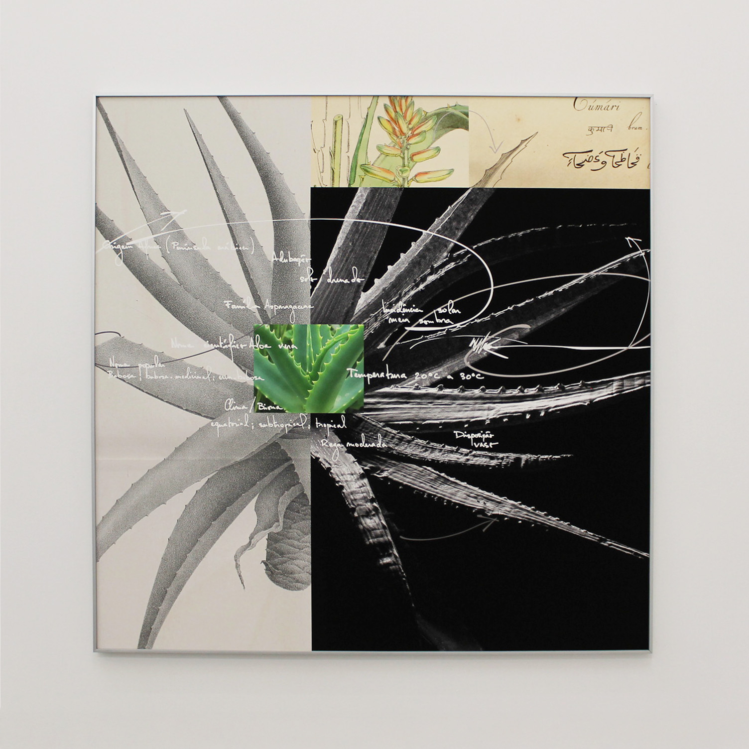 Daniel Jablonski: A vida interior das plantas de interior - Janaina Torres