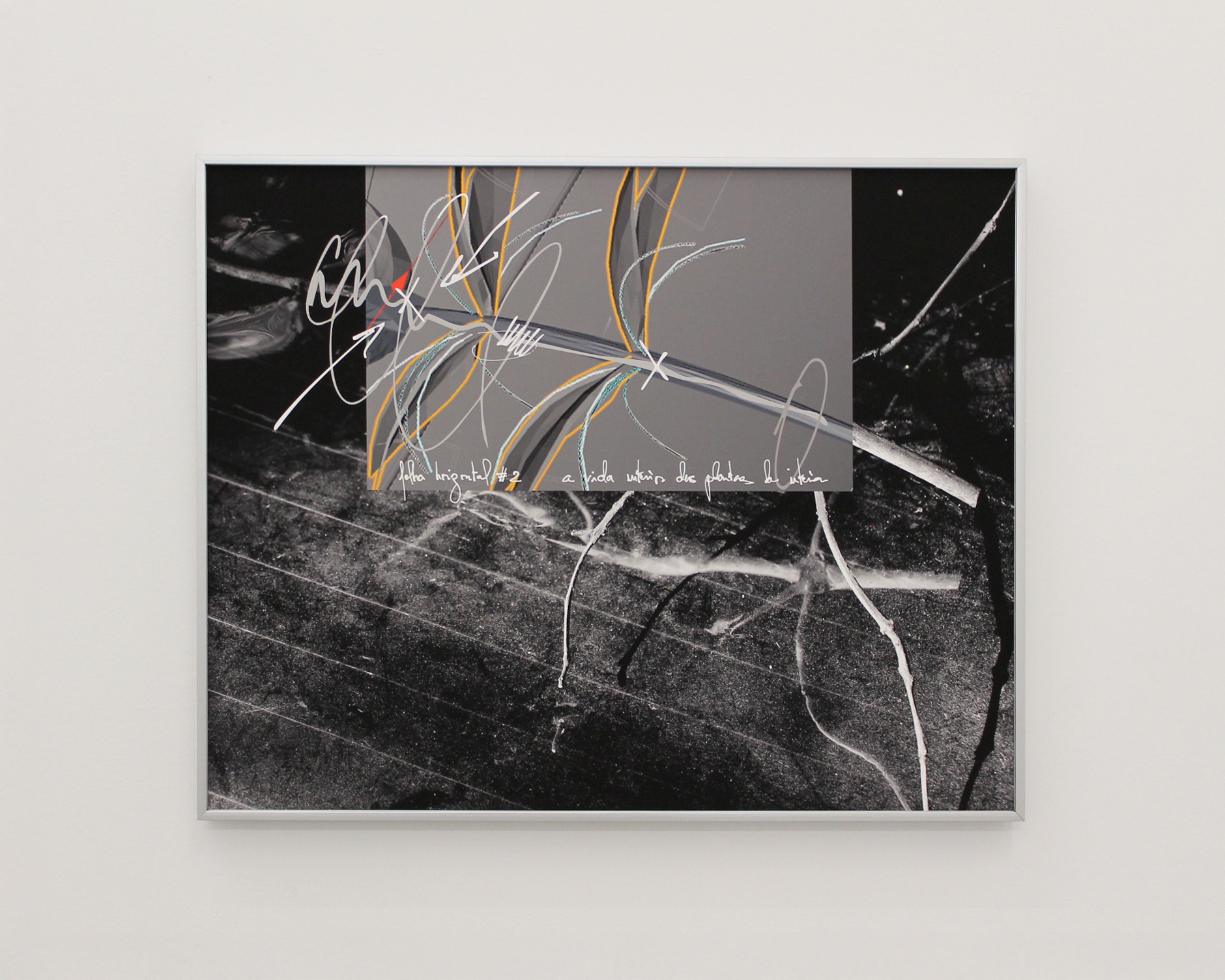 Daniel Jablonski: A vida interior das plantas de interior - Janaina Torres